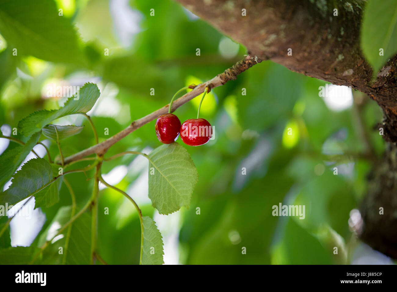 Red Cherry with leaves, Top View Stock Photo - Alamy