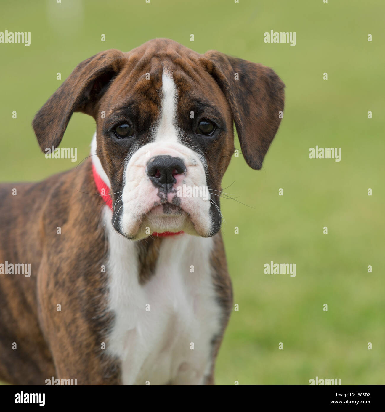 Boxer Puppy Dog High Resolution Stock Photography and Images - Alamy