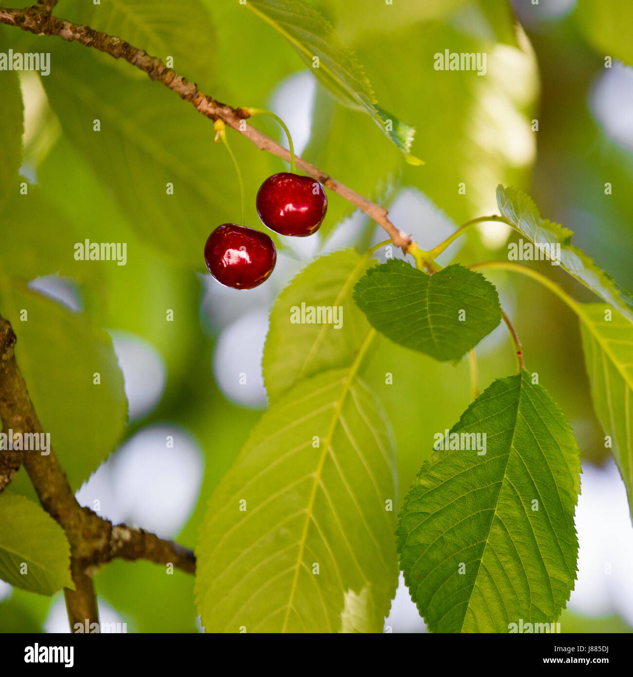 Red Cherry with leaves, Top View Stock Photo - Alamy