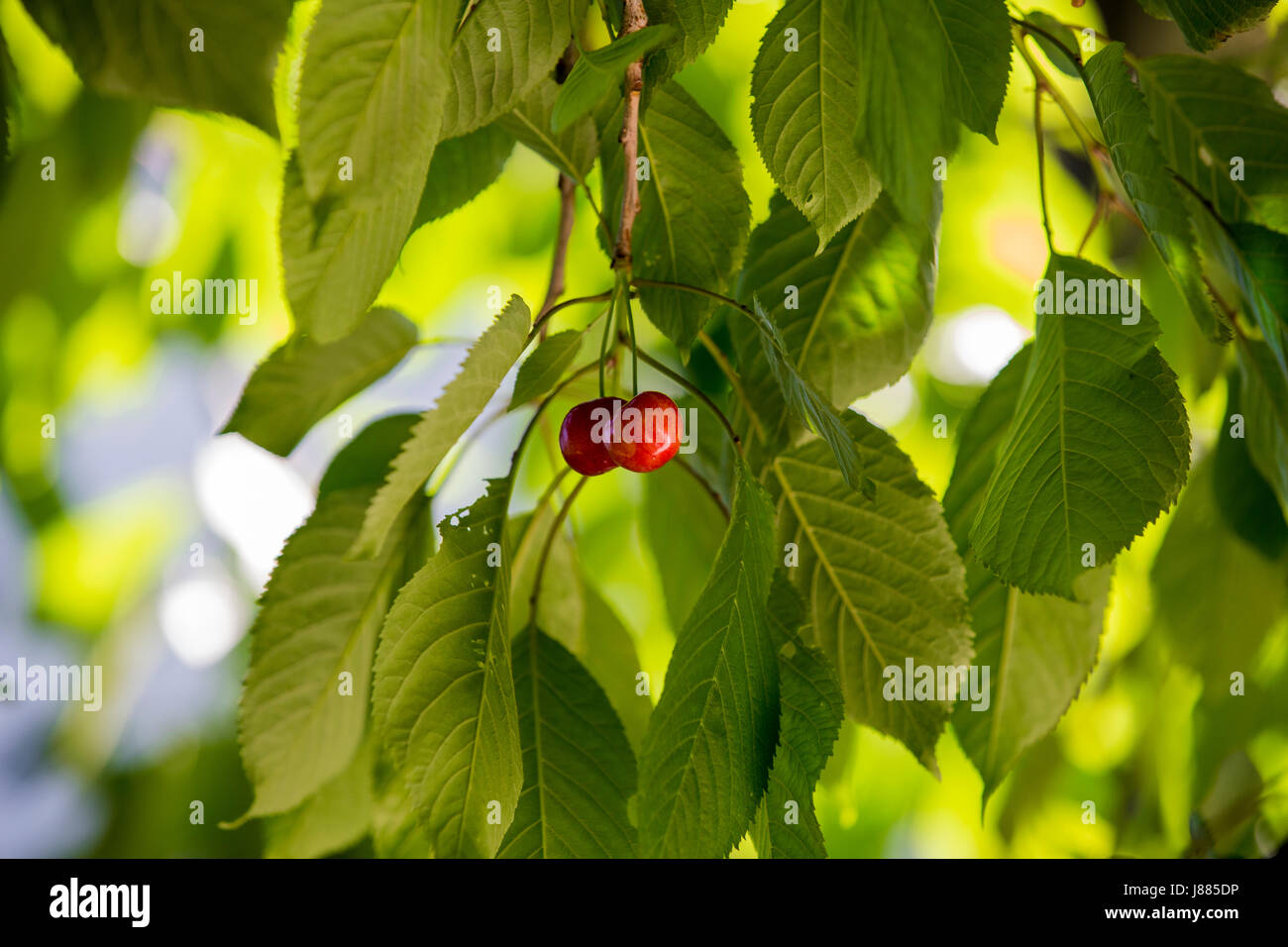 Red Cherry with leaves, Top View Stock Photo - Alamy