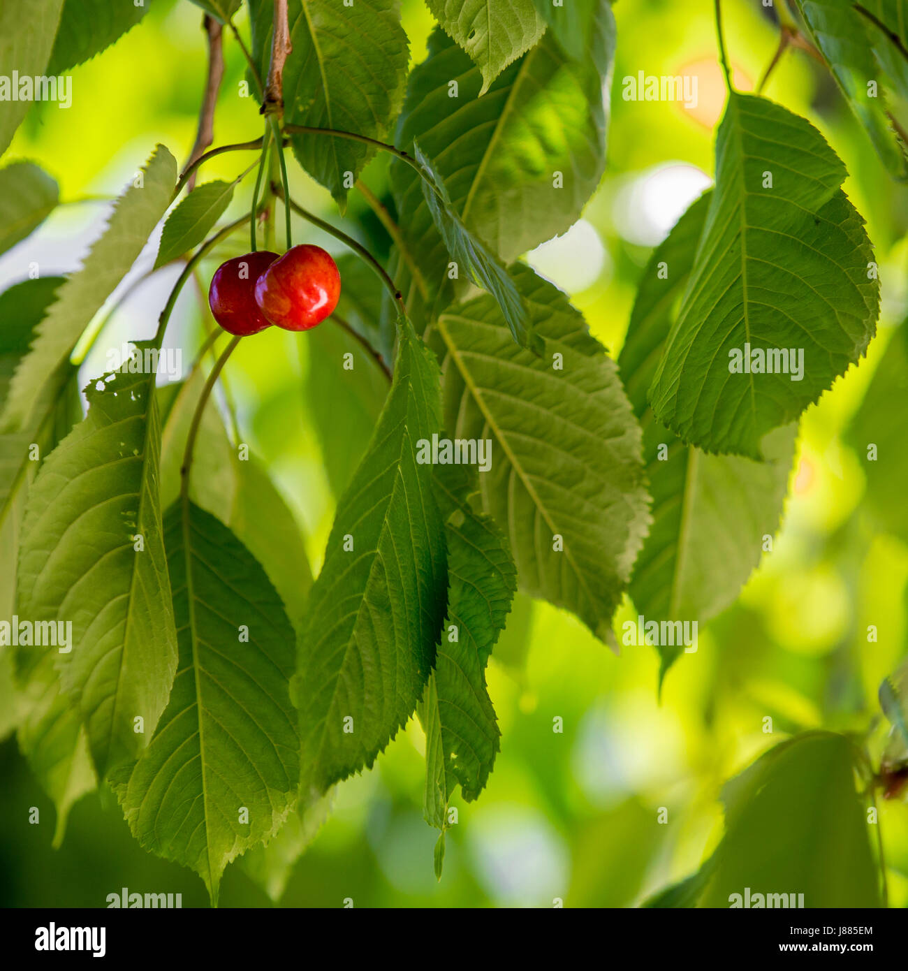 Red Cherry with leaves, Top View Stock Photo - Alamy