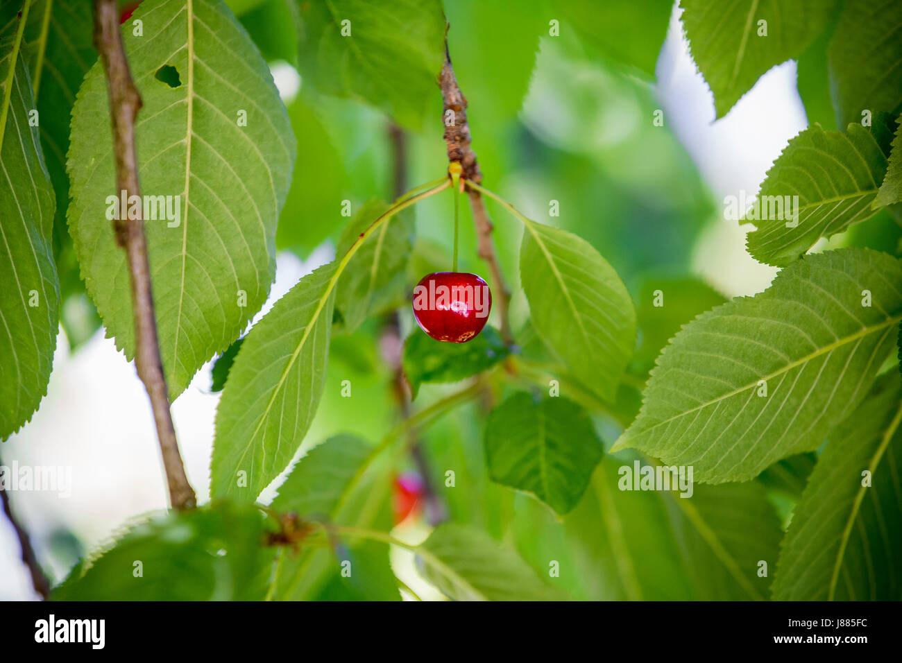 Red Cherry with leaves, Top View Stock Photo - Alamy