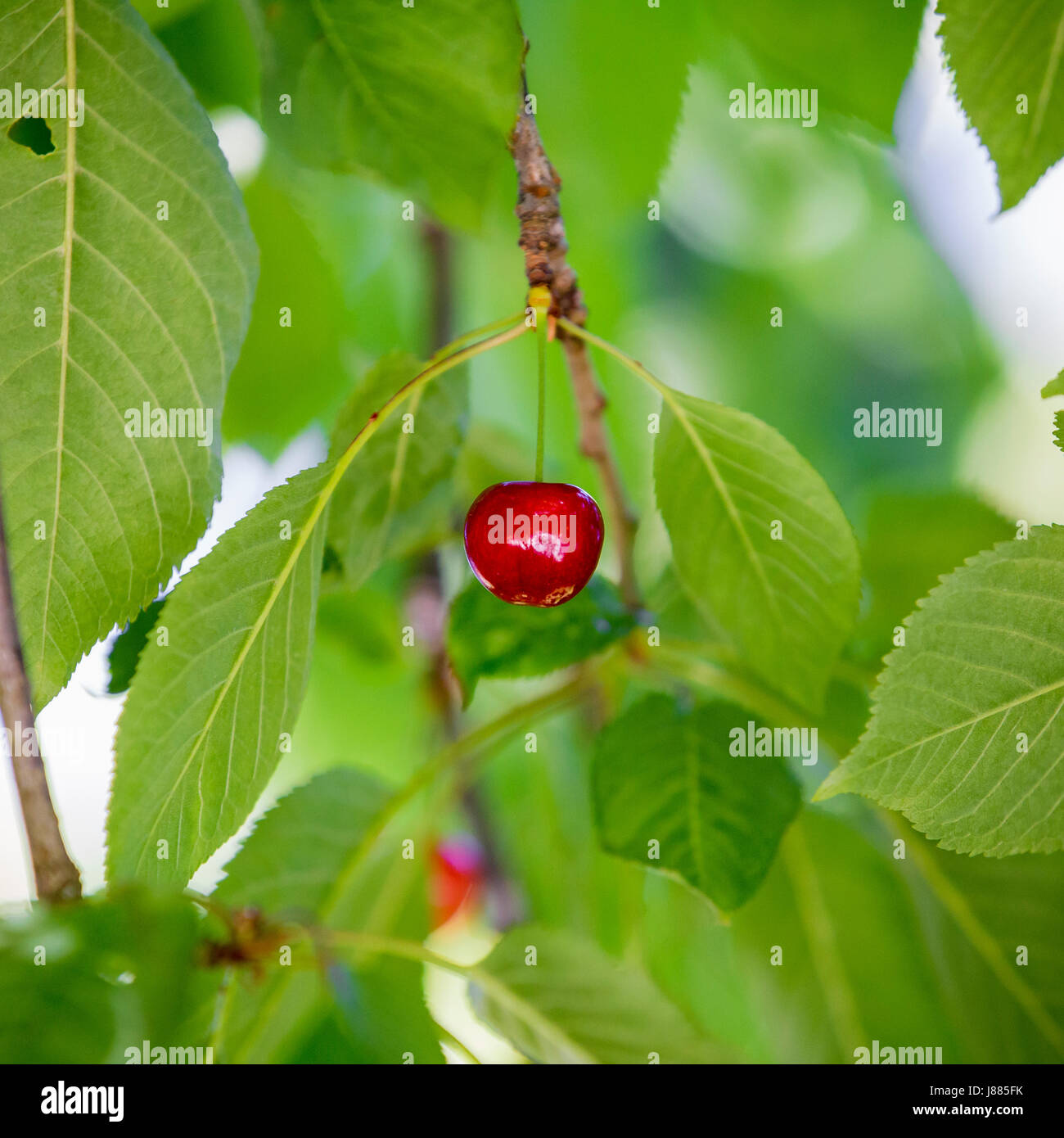 Red Cherry with leaves, Top View Stock Photo - Alamy