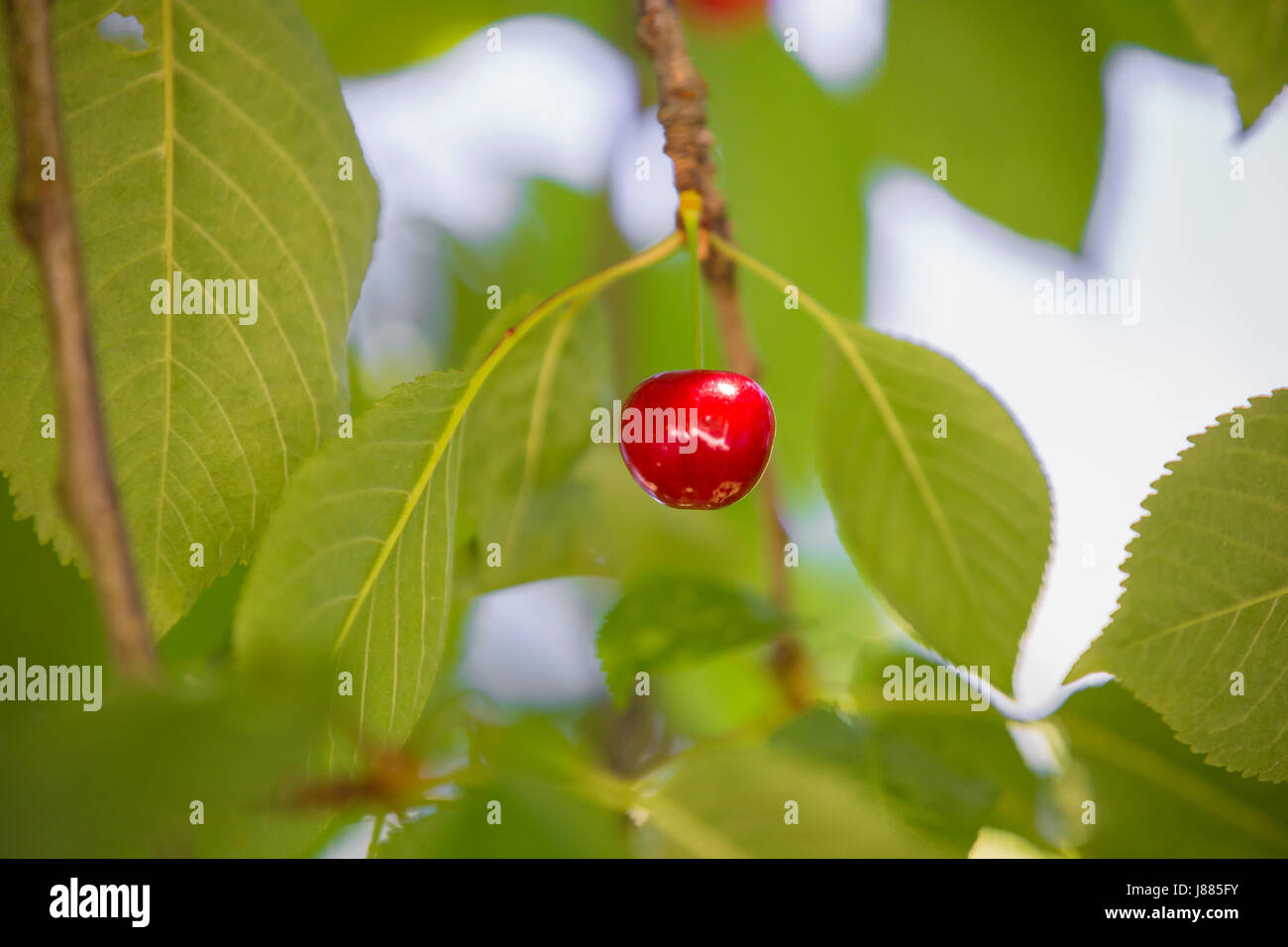 Red Cherry with leaves, Top View Stock Photo - Alamy