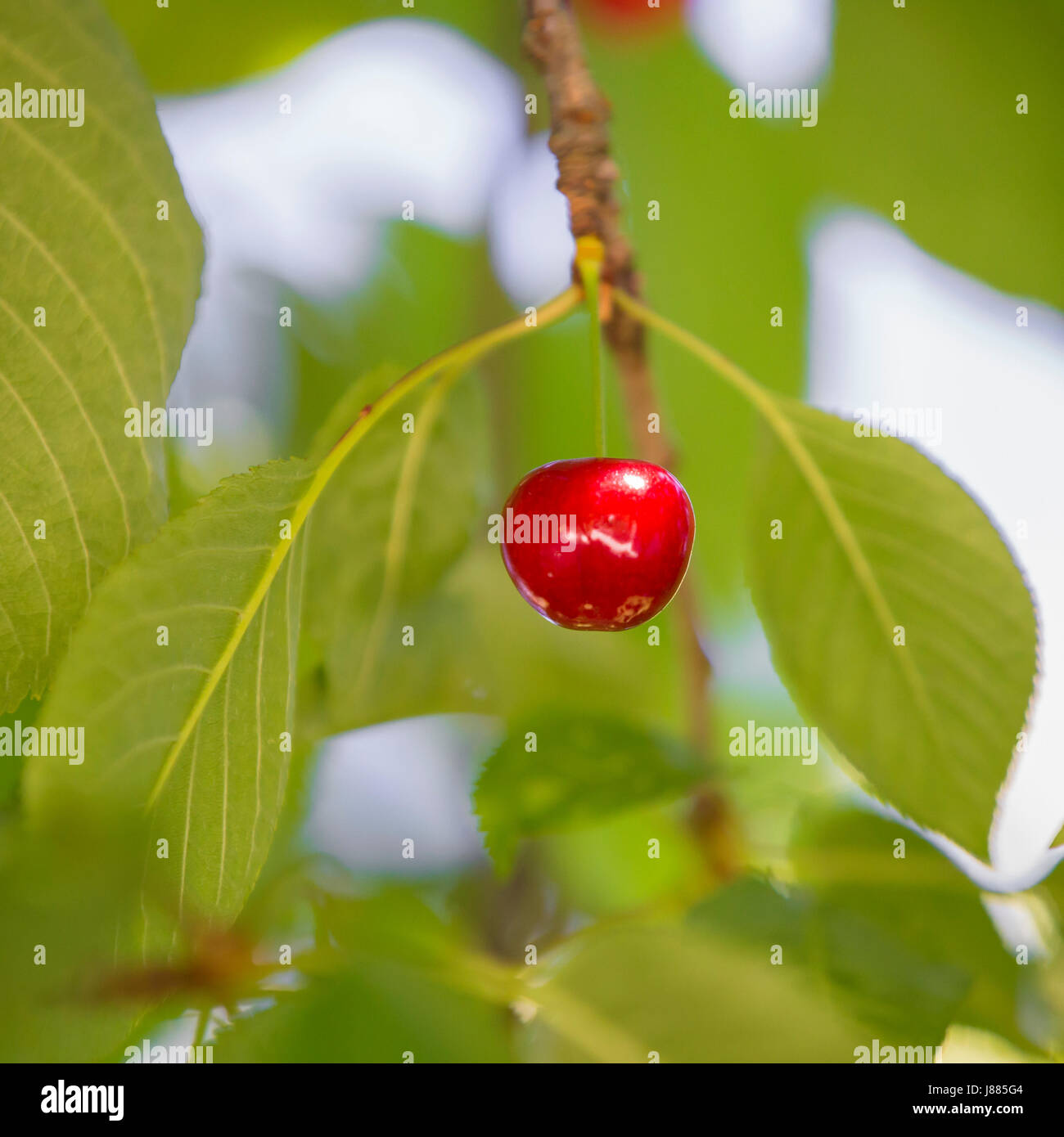 Red Cherry with leaves, Top View Stock Photo - Alamy