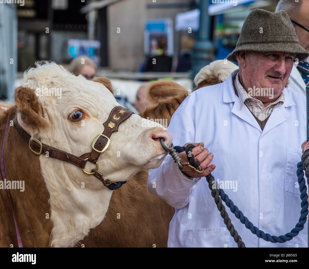 Show Cow High Resolution Stock Photography and Images - Alamy