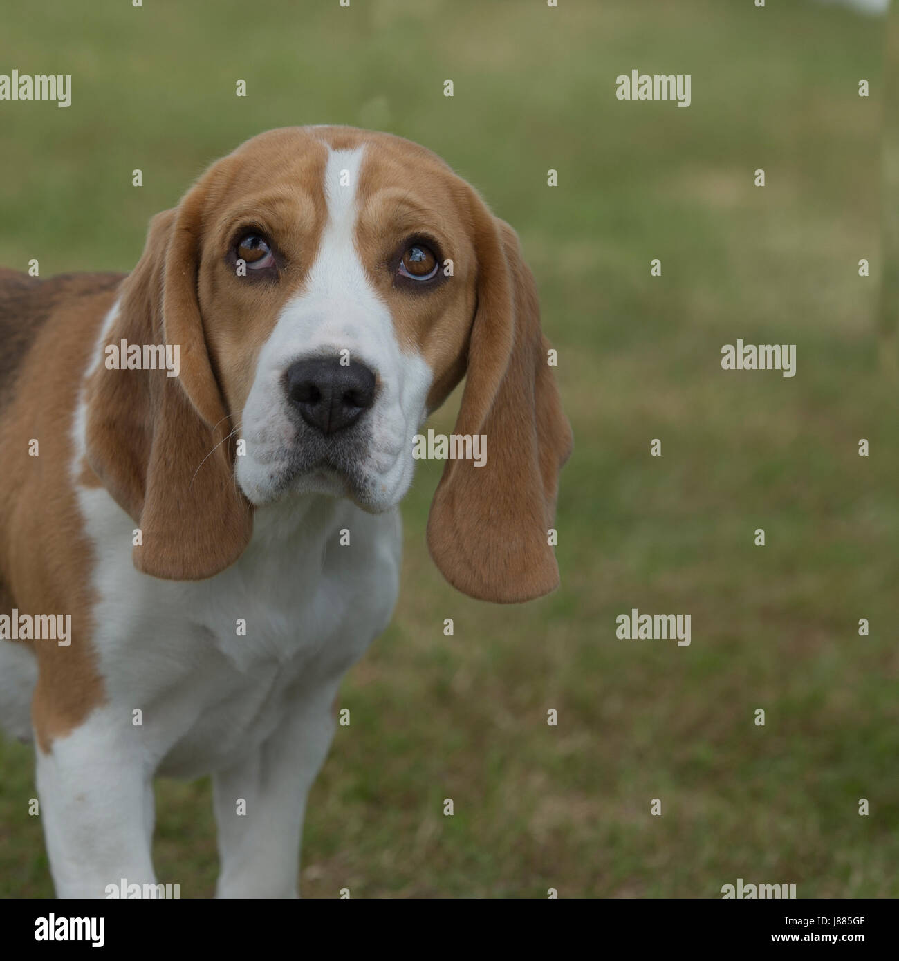 Sad Dog Eyes High Resolution Stock Photography and Images - Alamy