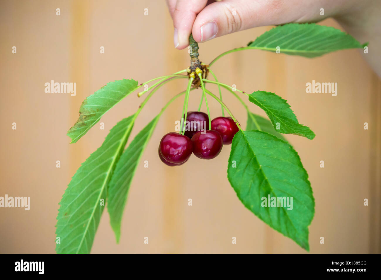 Red Cherry with leaves, Top View Stock Photo - Alamy