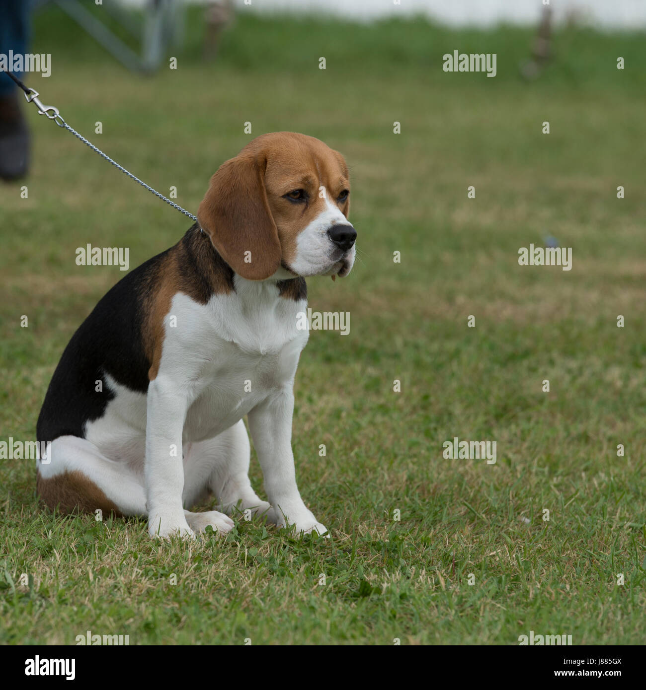 beagle dog sitting Stock Photo - Alamy