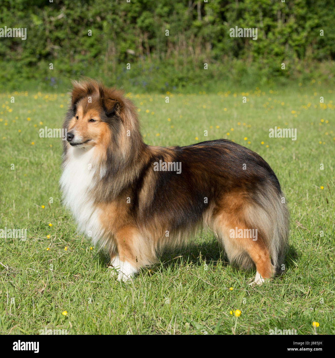 shetland sheep dog Stock Photo - Alamy