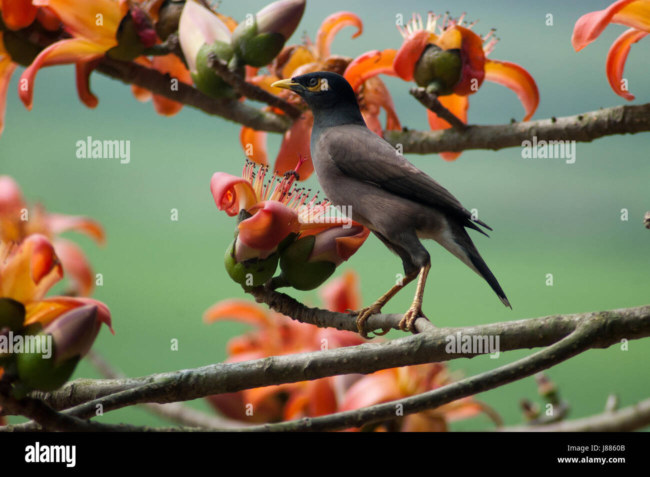 Bhat shalik hi-res stock photography and images - Alamy