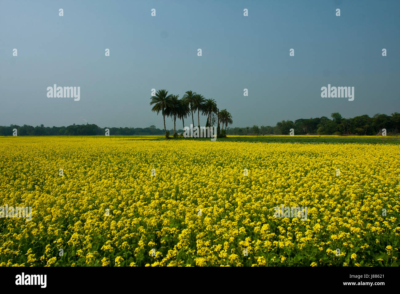 Mustard field in Manikganj, Bangladesh Stock Photo - Alamy