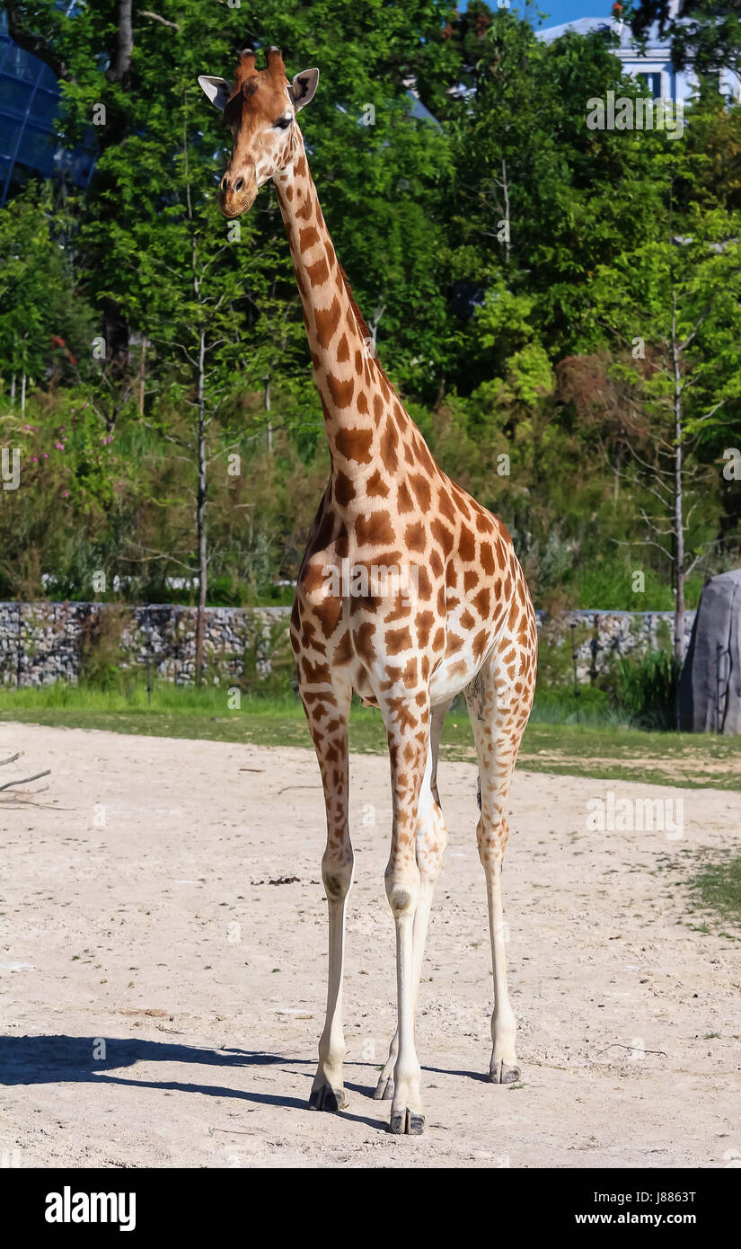 Femalegiraffe hi-res stock photography and images - Alamy