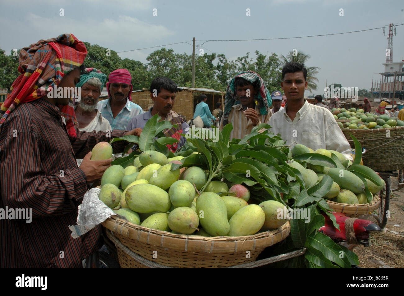 Traders with mangoes at Kanshat Mango Market in Chapainawabganj ...