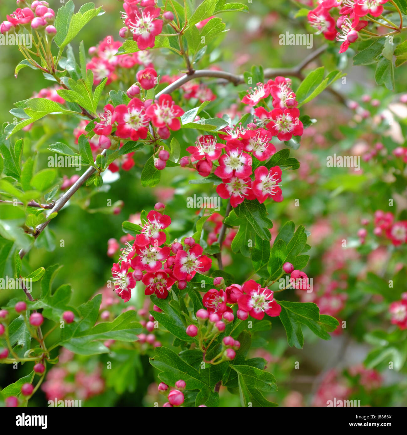 Hawthorn Tree Garden High Resolution Stock Photography and Images - Alamy