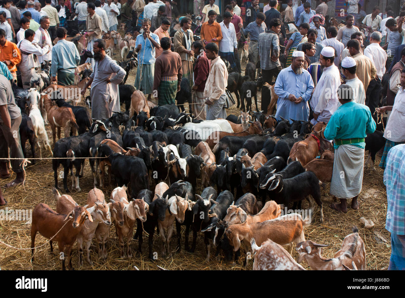 Gabtali Cattle Market, one of the largest cattle markets of the city ...