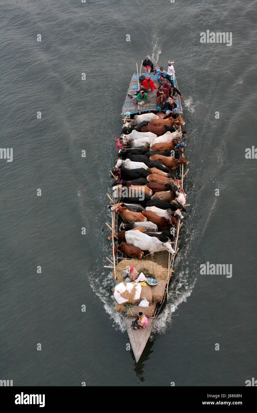 Cattle trade boat hi-res stock photography and images - Alamy