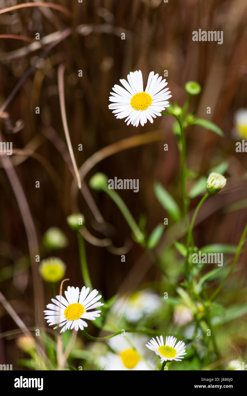 A view of beautiful flower Stock Photo - Alamy