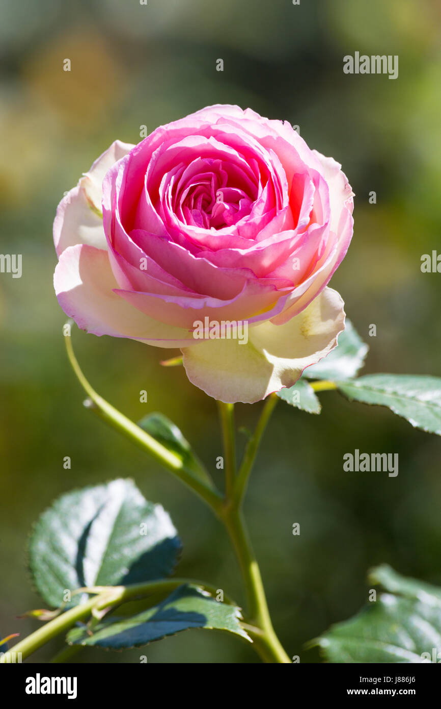 Birth flower is rose hi-res stock photography and images - Alamy