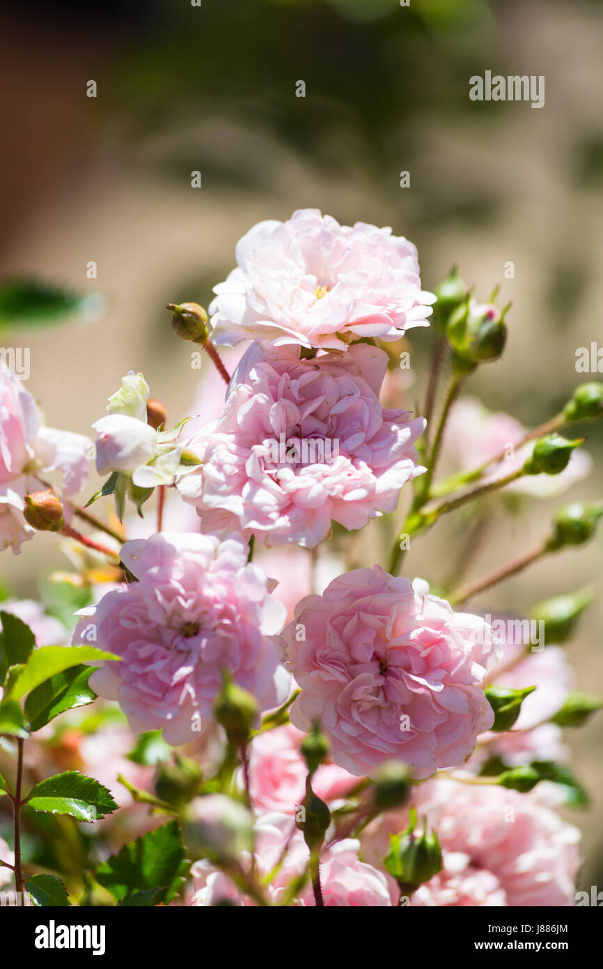 A view of beautiful flower Stock Photo - Alamy
