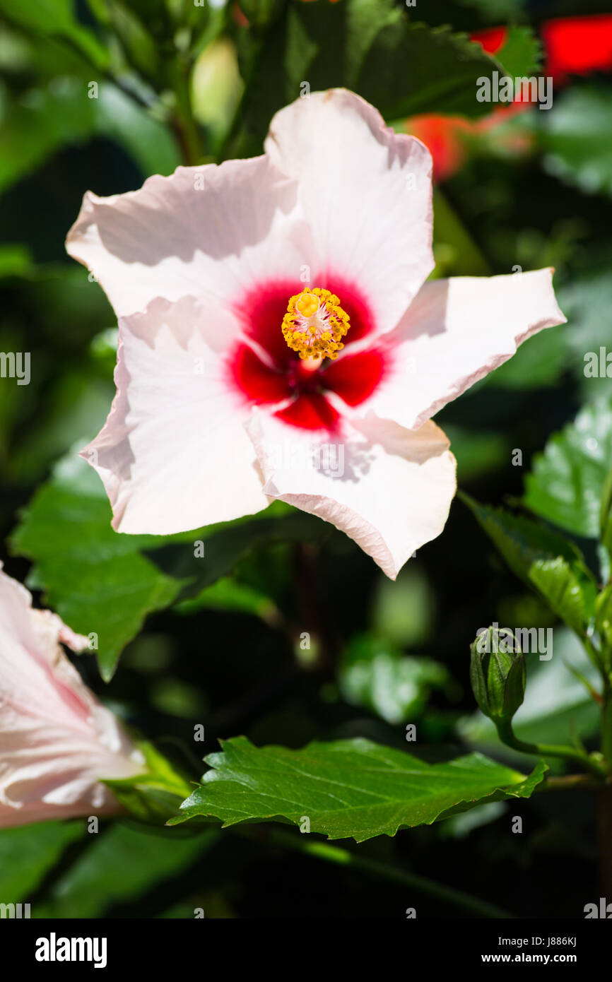 A view of beautiful flower Stock Photo - Alamy