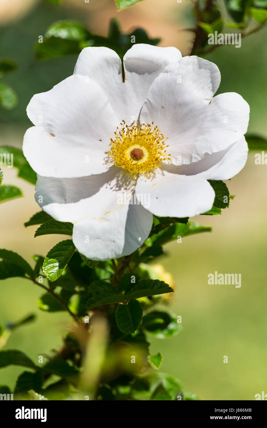 A view of beautiful flower Stock Photo - Alamy