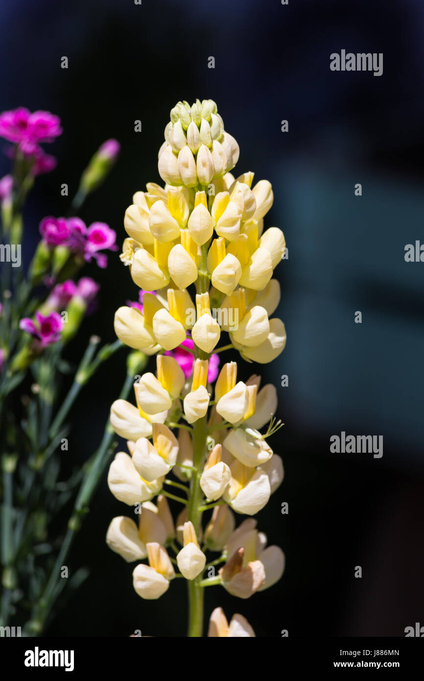 A view of beautiful flower Stock Photo - Alamy
