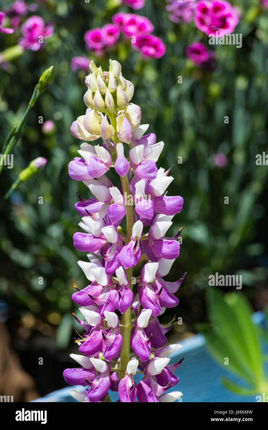 A view of beautiful flower Stock Photo - Alamy