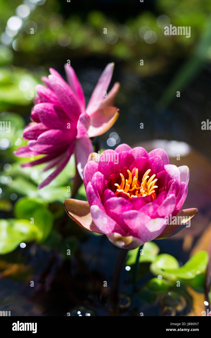 A view of beautiful flower Stock Photo - Alamy