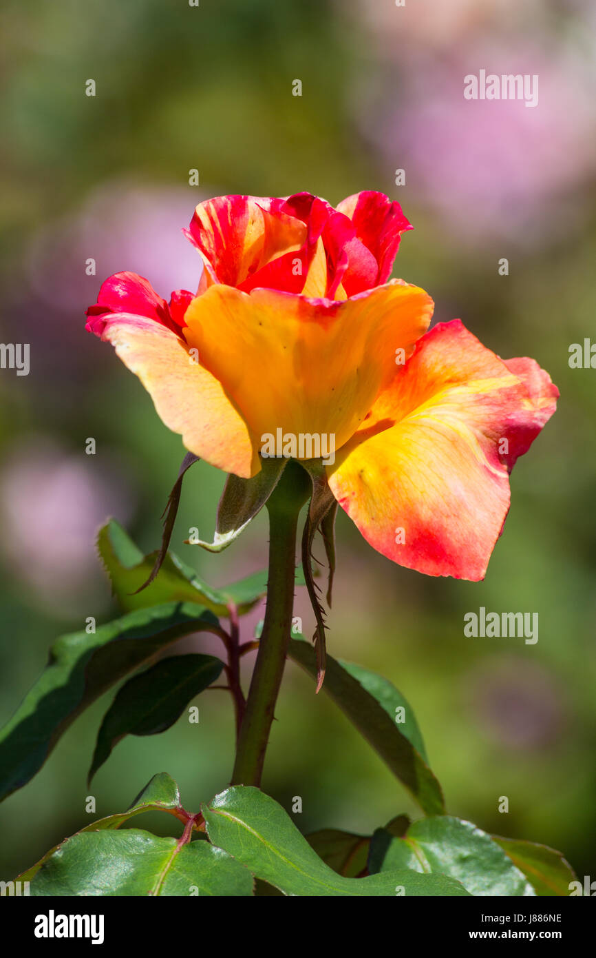A view of beautiful flower Stock Photo - Alamy
