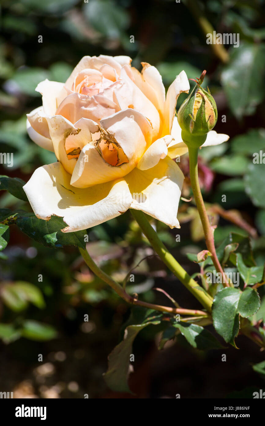 A view of beautiful flower Stock Photo - Alamy