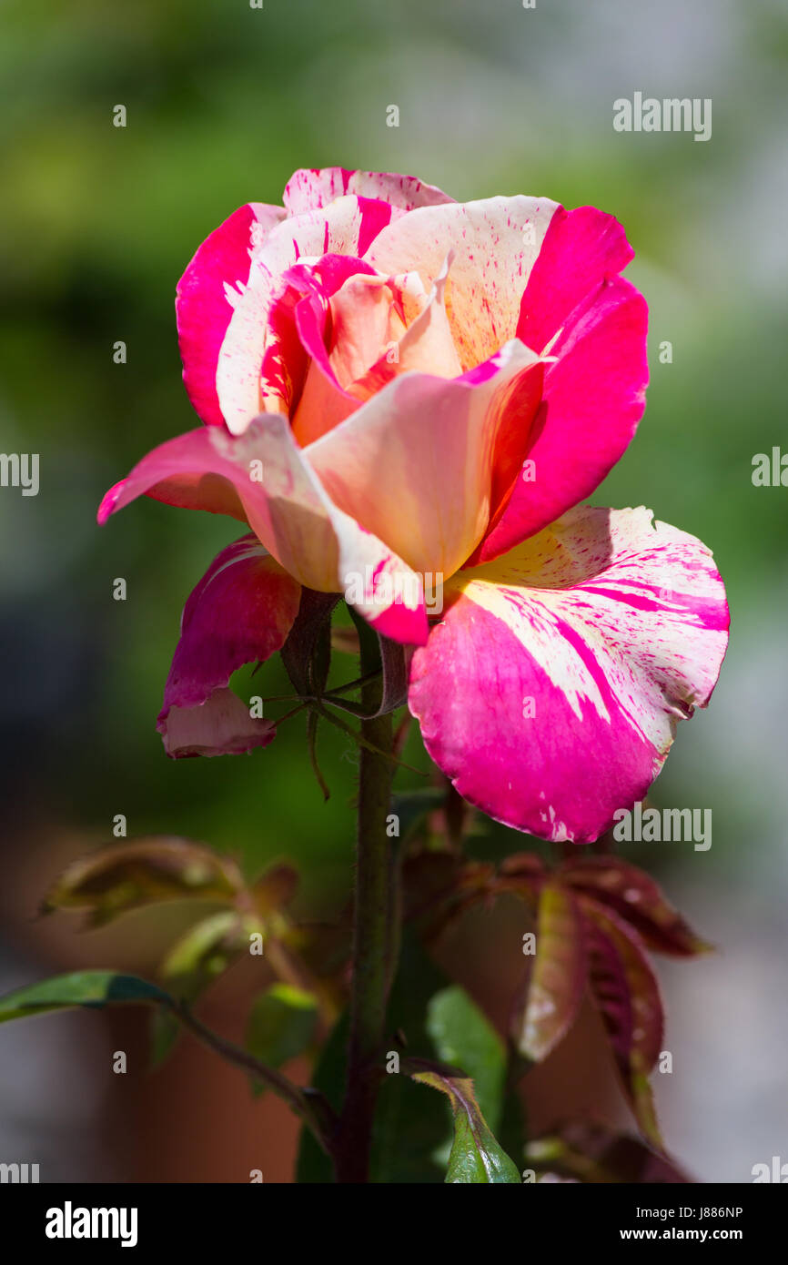 A view of beautiful flower Stock Photo - Alamy