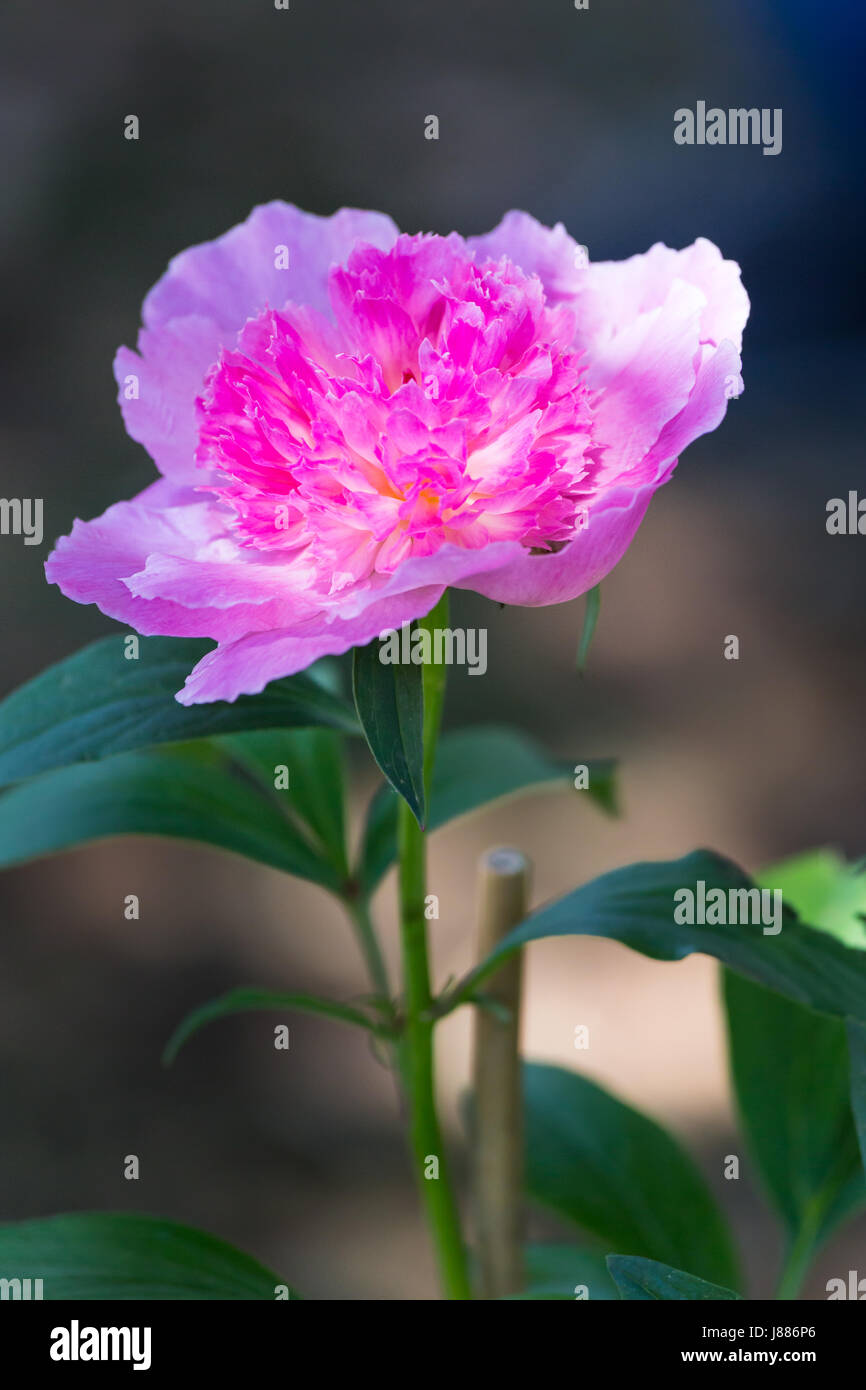 A view of beautiful flower Stock Photo - Alamy