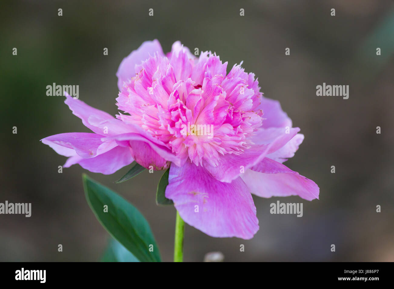A view of beautiful flower Stock Photo - Alamy