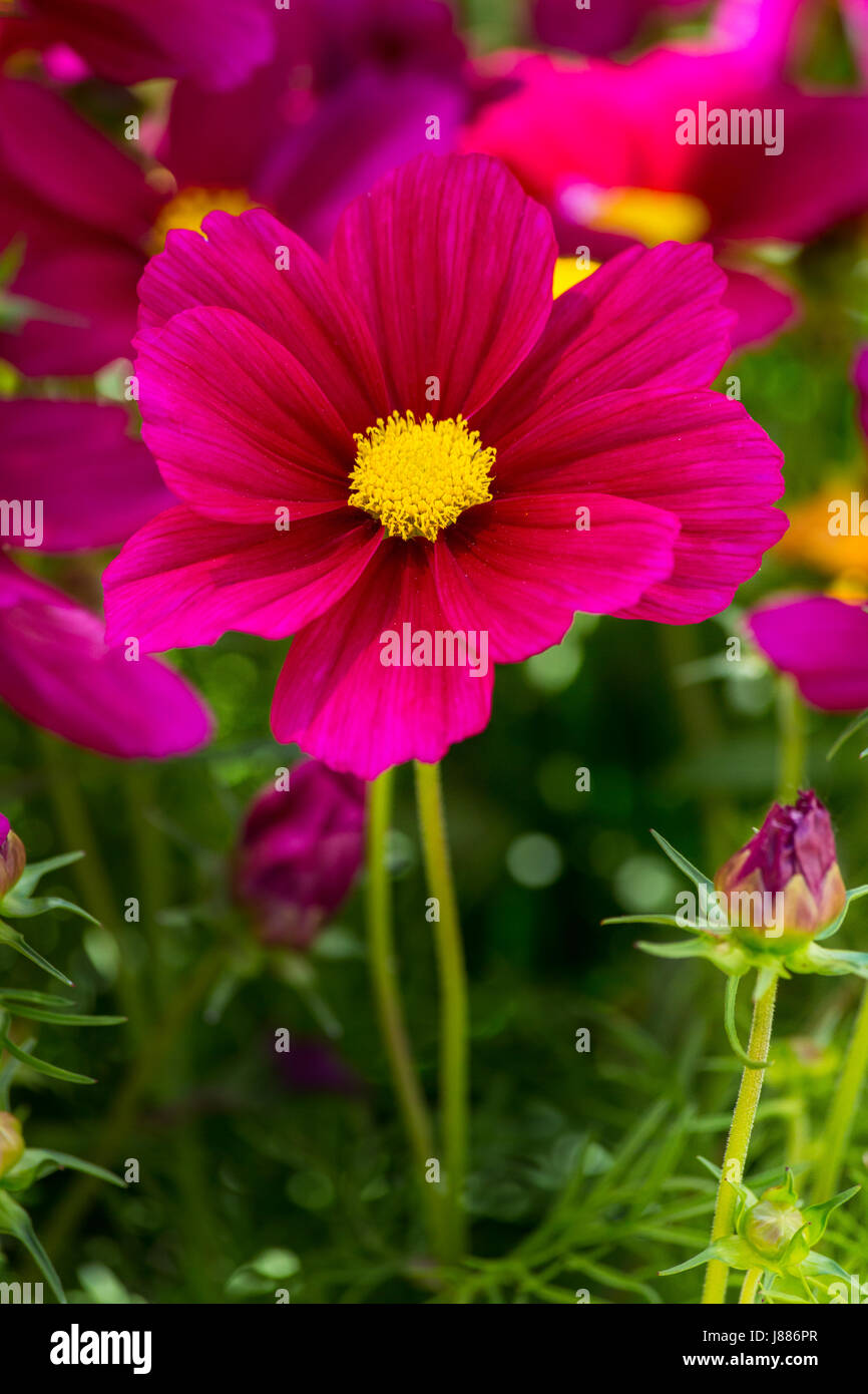 A view of beautiful flower Stock Photo - Alamy