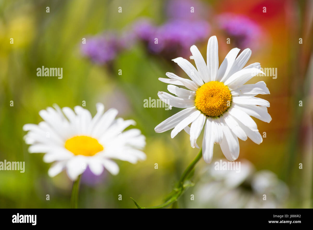 A view of beautiful flower Stock Photo - Alamy