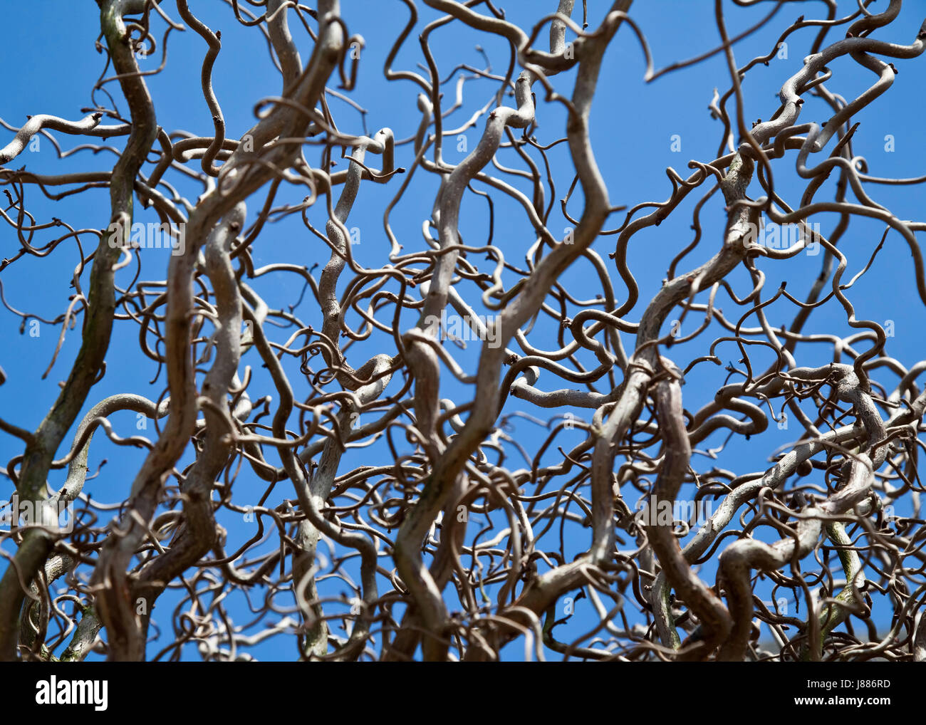 Contorted willow hi-res stock photography and images - Alamy