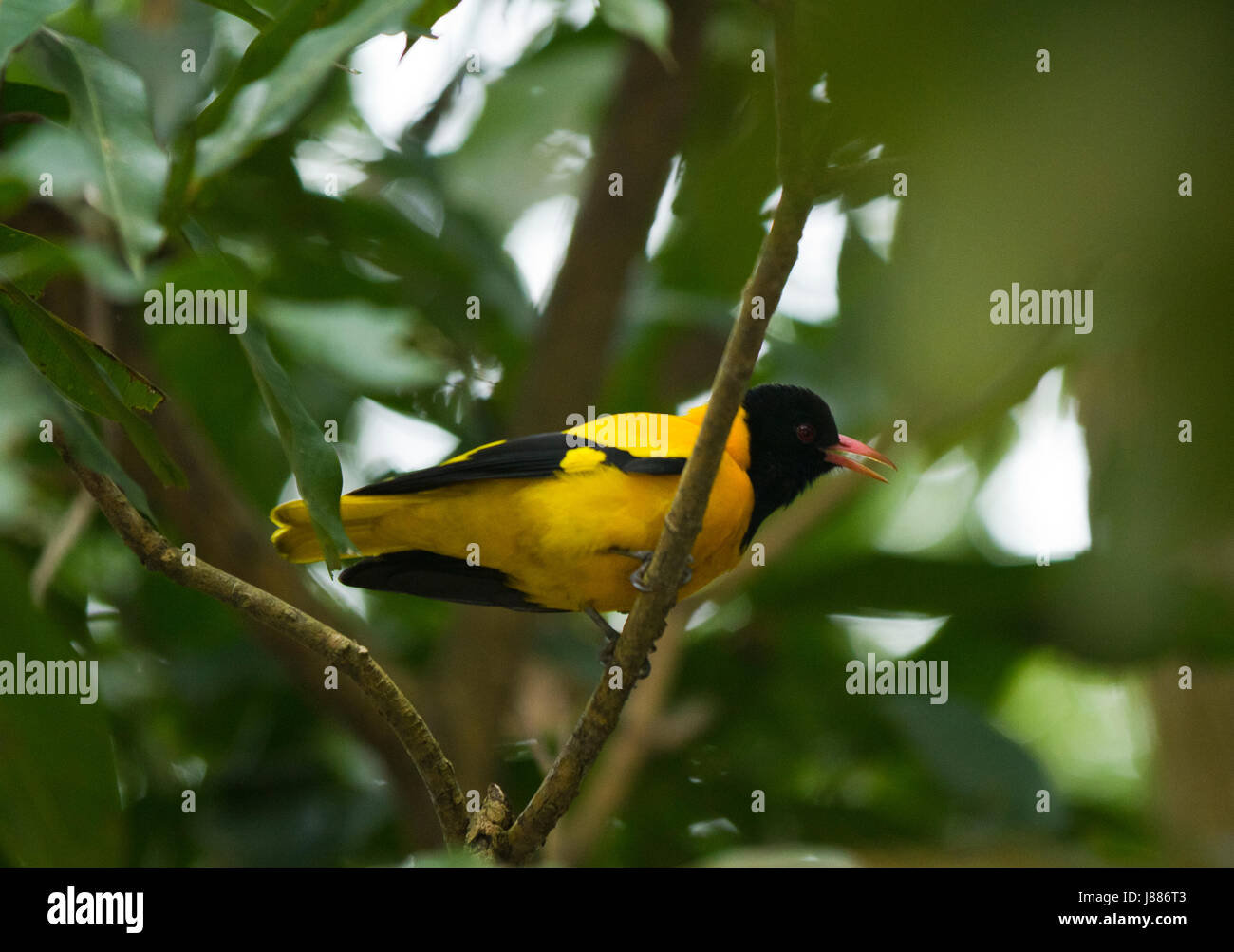 Kalamatha benebou hi-res stock photography and images - Alamy
