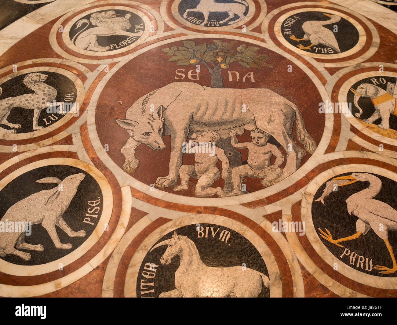 She-Wolf of Siena, floor mosaic, Siena Duomo Stock Photo - Alamy
