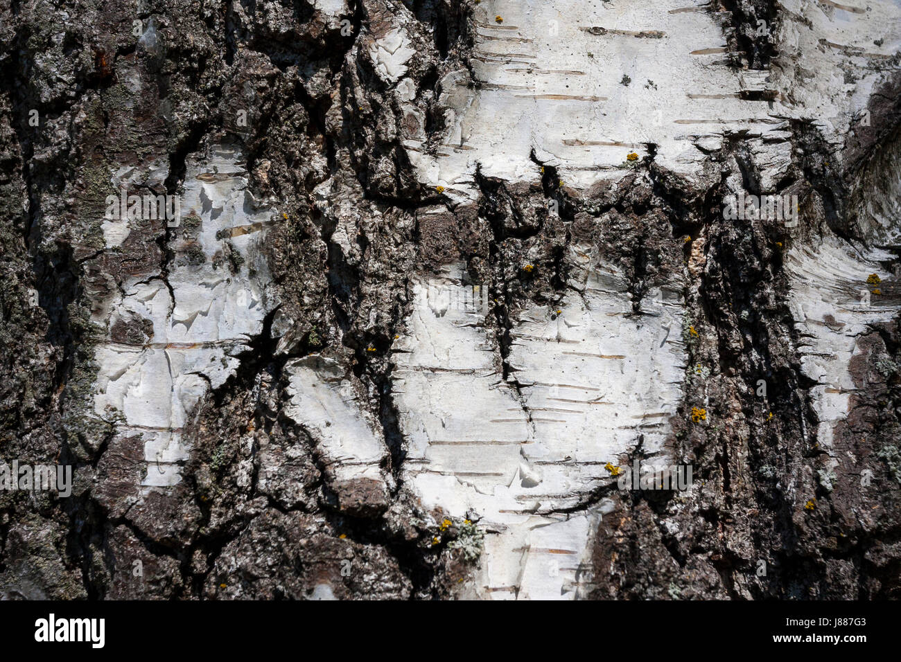 White birch bark growing in a natural environment, closeup Stock Photo ...