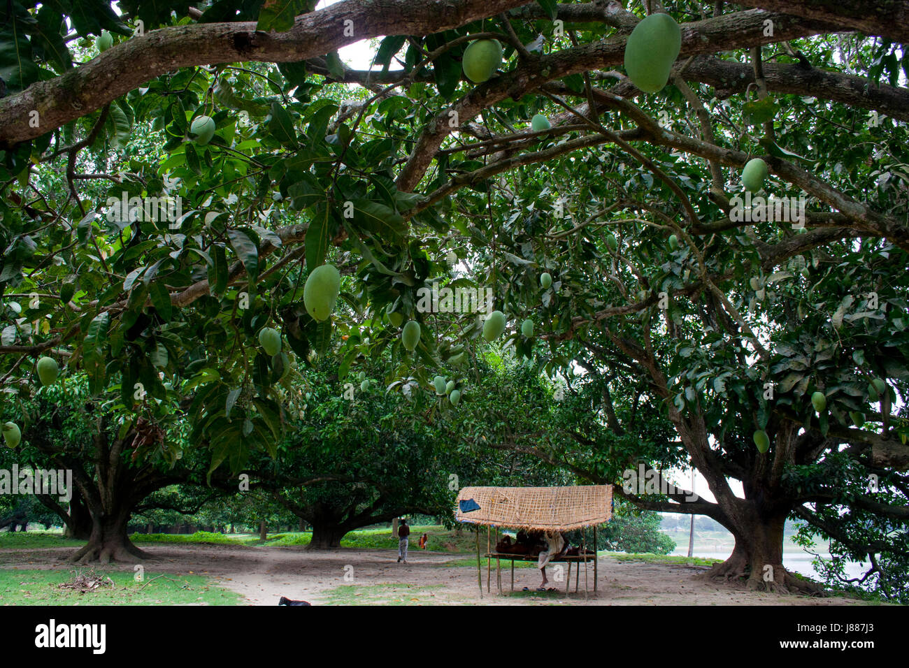 Mango plantation. Chapainawabganj, Bangladesh Stock Photo - Alamy
