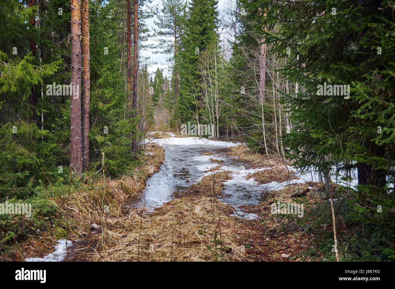 Russian taiga hi-res stock photography and images - Alamy