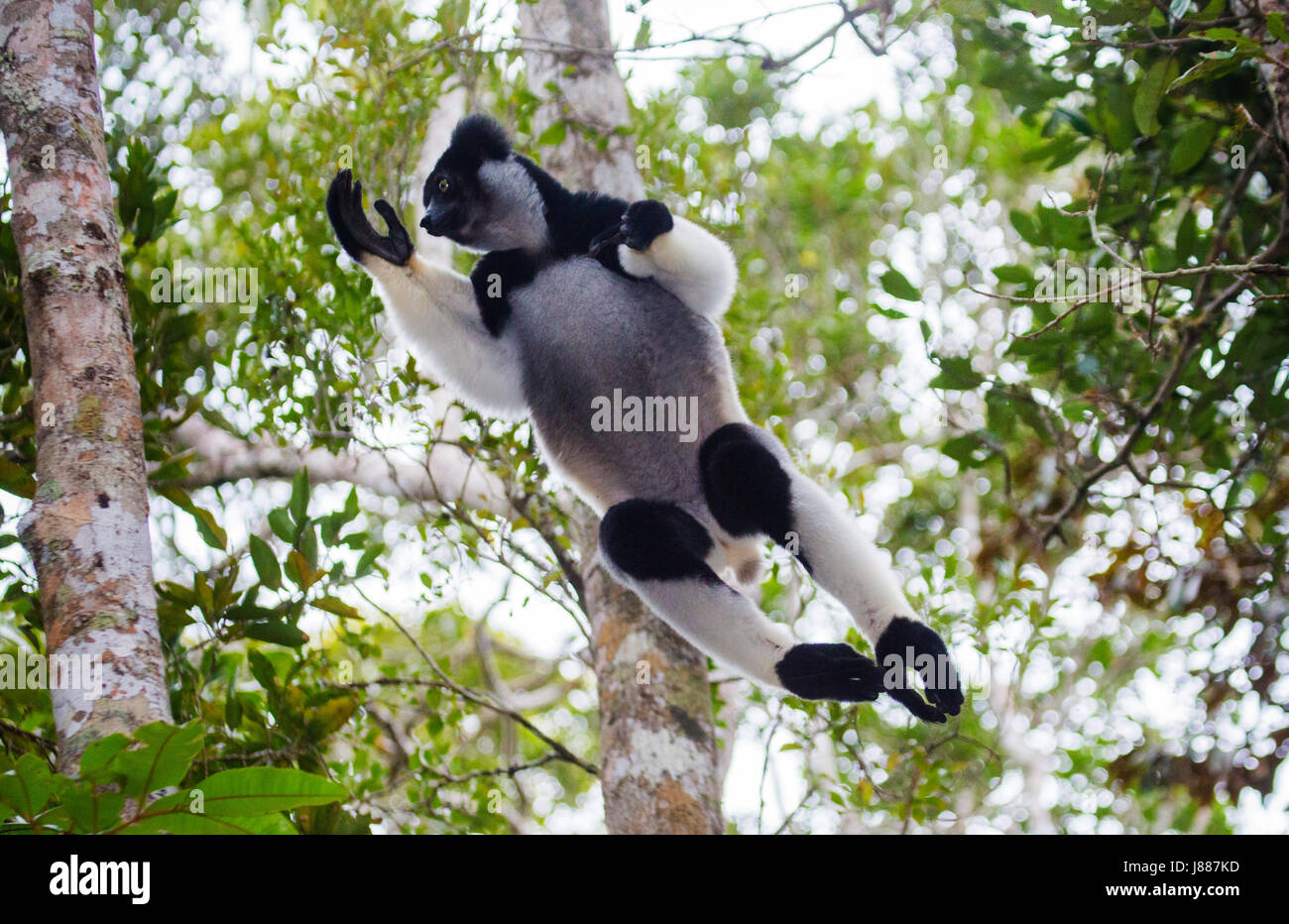 Indri jumping High Resolution Stock Photography and Images - Alamy