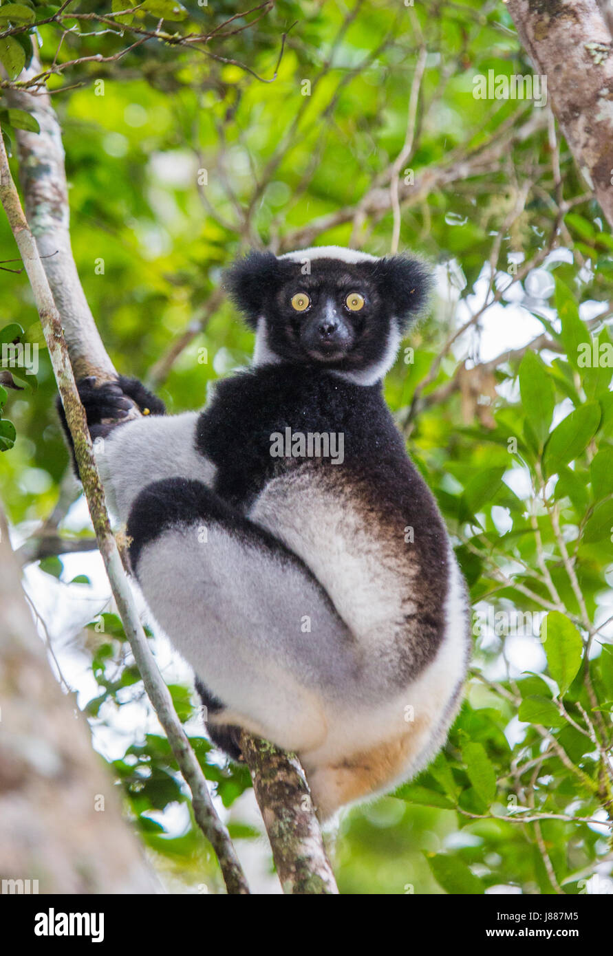 Indri sitting on tree hi-res stock photography and images - Alamy