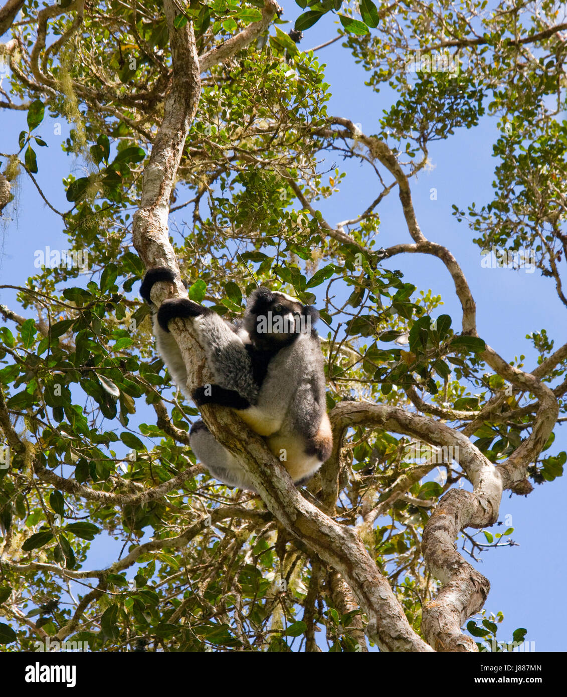 Singing indri lemur hi-res stock photography and images - Alamy