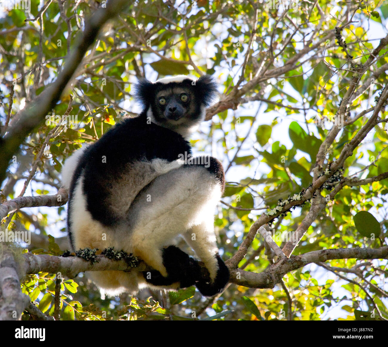 Singing indri lemur hi-res stock photography and images - Alamy
