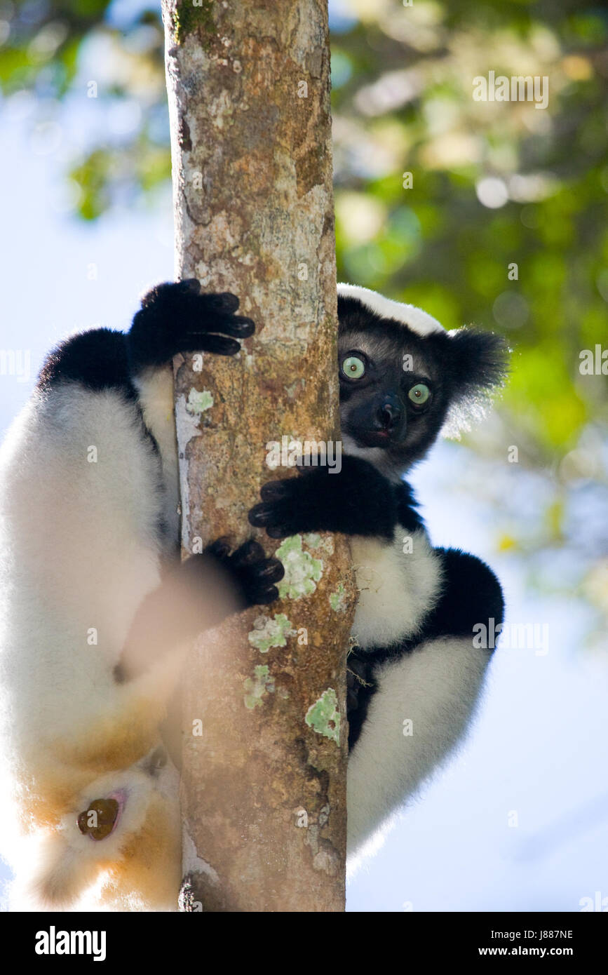 Madagascar and indri lemur and baby hi-res stock photography and images ...