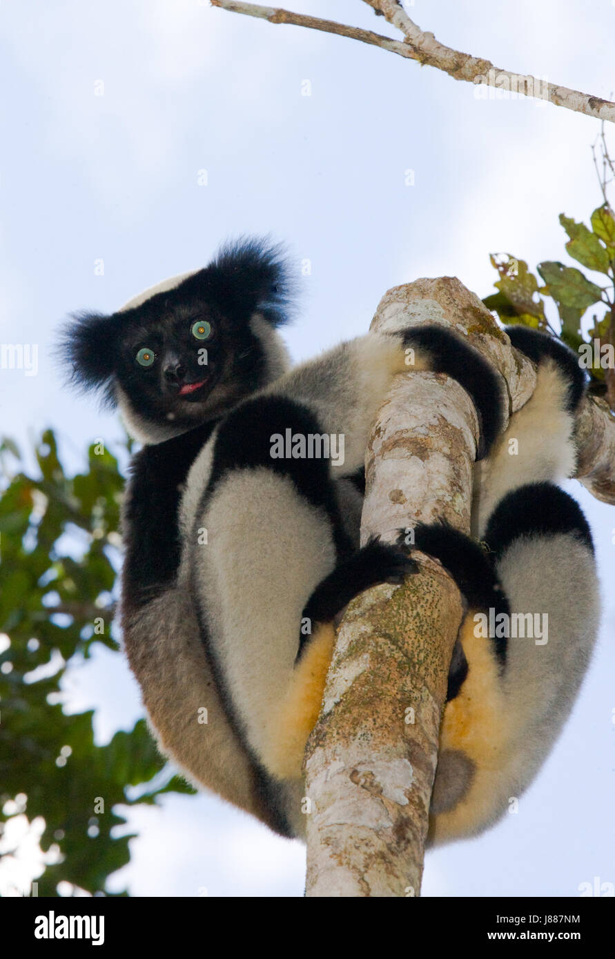 Madagascar lemur photography hi-res stock photography and images - Alamy