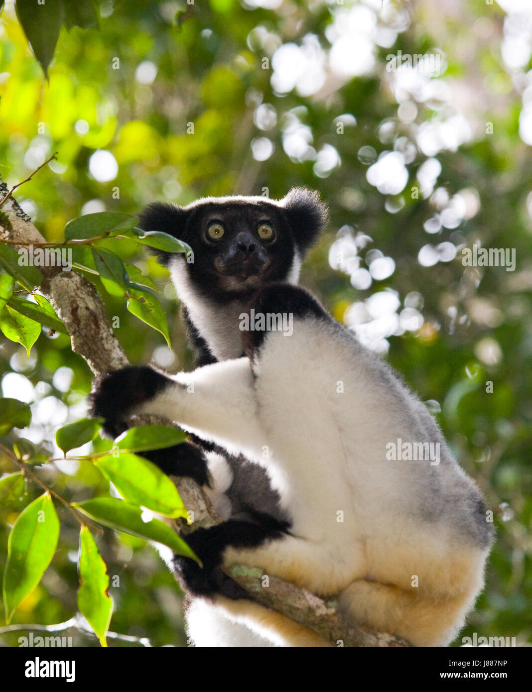 Singing indri lemur hi-res stock photography and images - Alamy