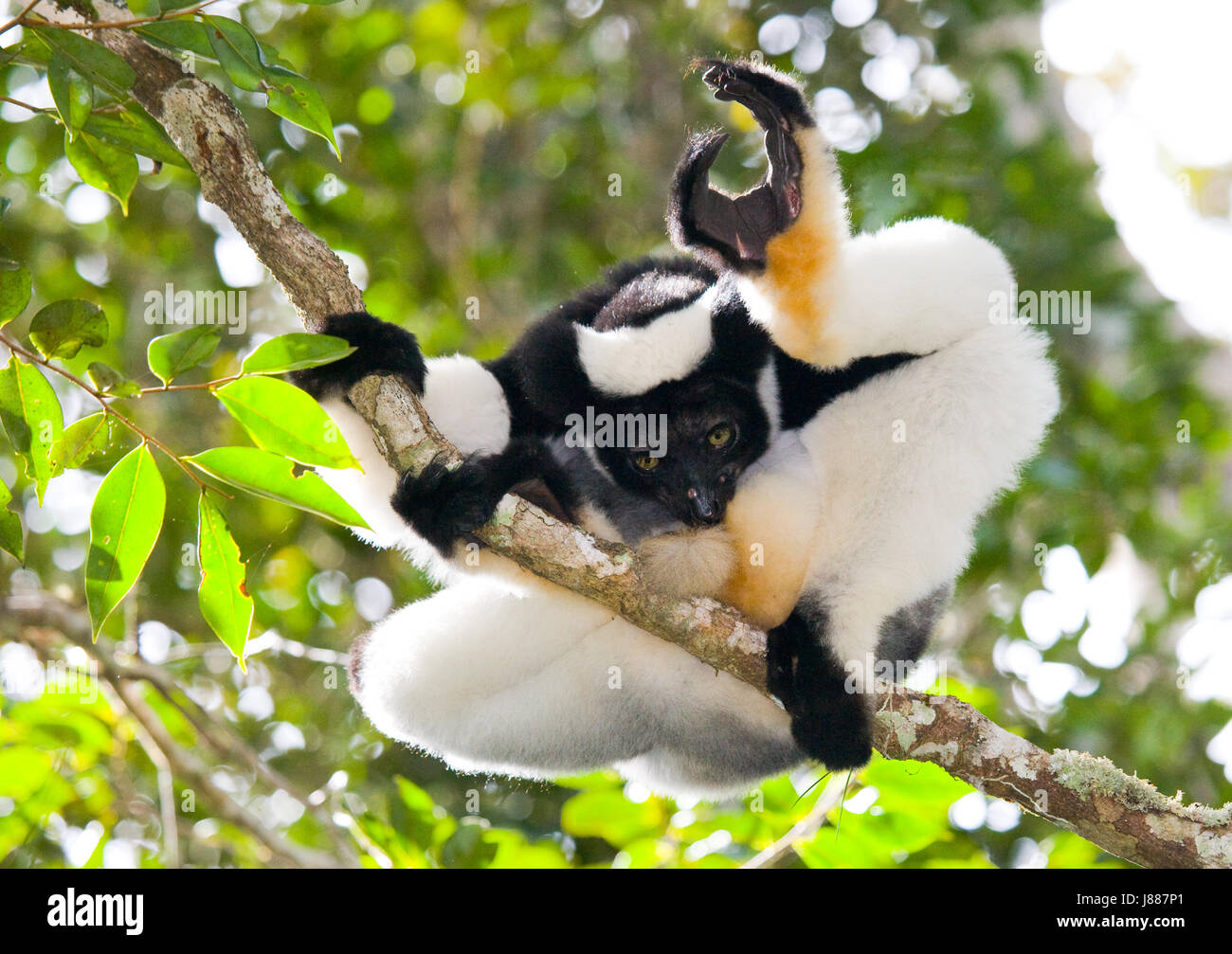 Singing indri lemur hi-res stock photography and images - Alamy